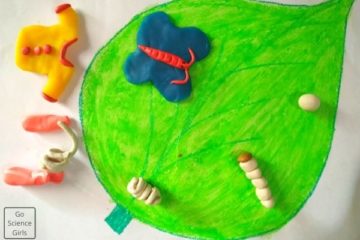 Life Cycle of Silkworm : 3D Model for Science Fair Project