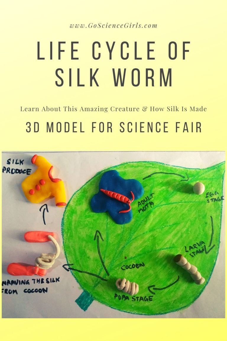 Life Cycle of Silkworm : 3D Model for Science Fair Project