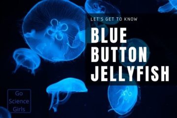 The Porpita Porpita : The "Blue Button" of the sea Is Not A Jellyfish