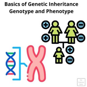 Basics of Genetic Inheritance - Complete Guide