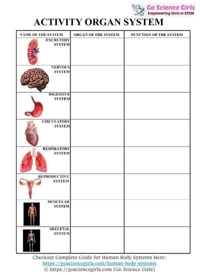 The Human Systems Worksheet Gambaran