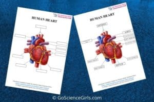 Human Body Systems - Ultimate Guide (10+ Worksheets for Kids)